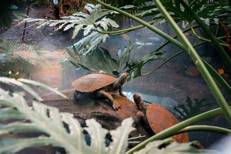 Turtle Sculpture In The Tropical Greenhouse Editorial Stock Image