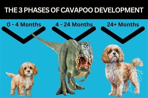 Solving Cavapoo Behavior Problems • Cavapoo And Co