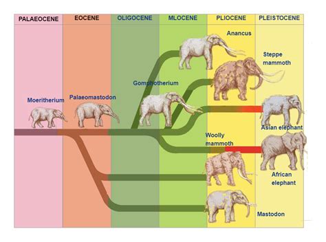 Elephant Phylogenetic Tree Artofit