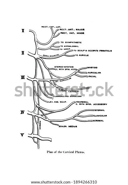 Informative Illustration Plan Human Cervical Plexus Stock Illustration 1894266310 Shutterstock