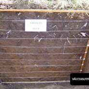 Aspects Regarding The Root System 0 3 Cm At The Distance Of 2 M Of Download Scientific