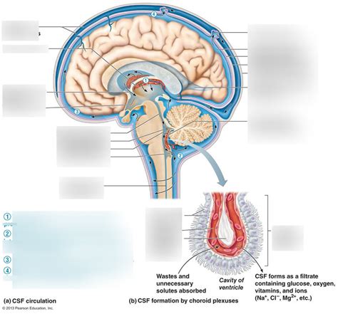CSF Formation Location And Circulation Diagram Quizlet