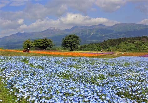 那須フラワーワールド2023年5月27日のネモフィラ