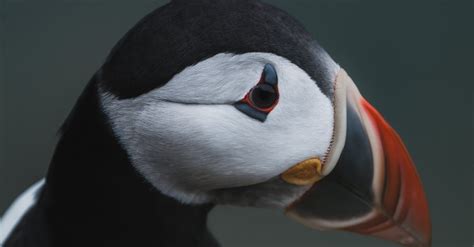 대서양 퍼핀 · 무료 스톡 사진