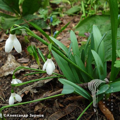 Подснежник альпийский - Аптекарский Огород