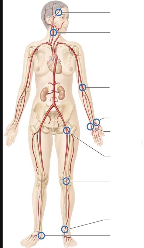 aandpii lab pulse points diagram quizlet