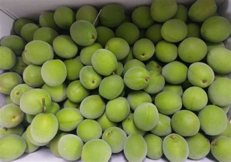 매실청 효능과 담그기