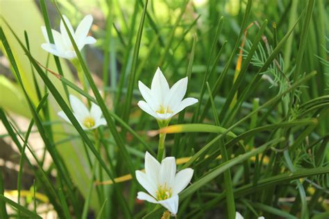 White Grass Flower