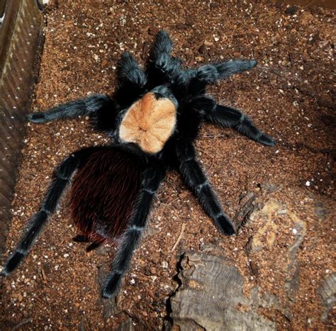 Brachypelma