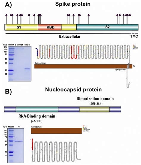 Recombinant Proteins Of The Spike Glycoprotein And Nucleocapsid Of Download Scientific Diagram