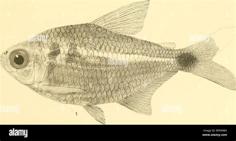 The American Characidae Characidae Heliotype Co Boston Please