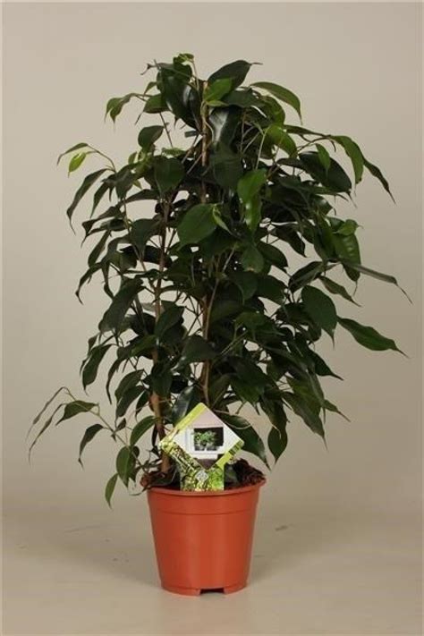 ფიკუსი ბენჟამინი Geobotanic