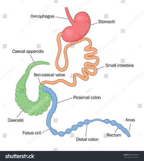 Proximal Vs Distal Colon