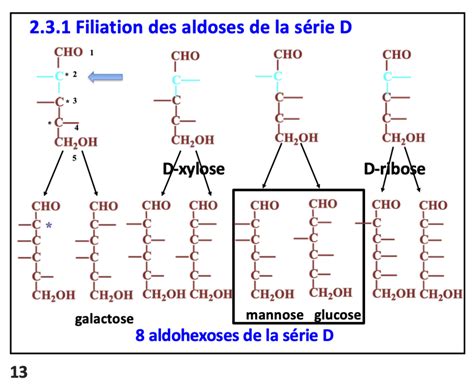 Filiation Des Aldoses De La Série D Ue1 Biochimie Tutorat