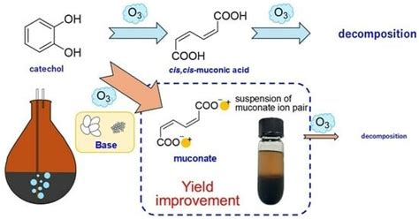 Efficient Synthesis Of Ciscis Muconic Acid By Catechol Oxidation Of