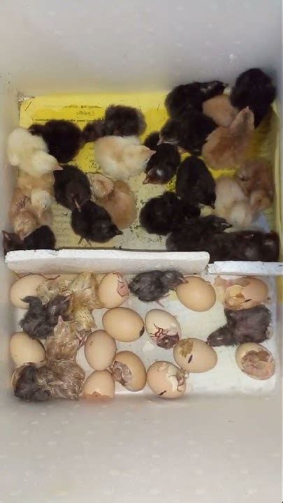 මැශින් එකෙන් රක්කපු බිත්තර වලින් පැටවු ආවා 👍🖐 Youtube