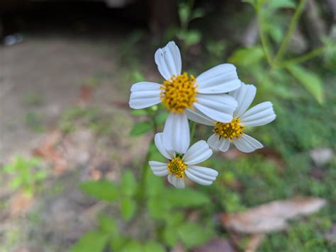 មន្ទីរបរិស្ថានខេត្តព្រះវិហារ មន្ទីរបរិស្ថានខេត្តព្រះវិហារ
