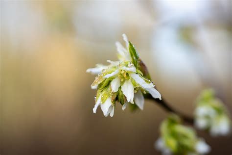 How Does Indian Plum Have Sex — Mean Green Garden