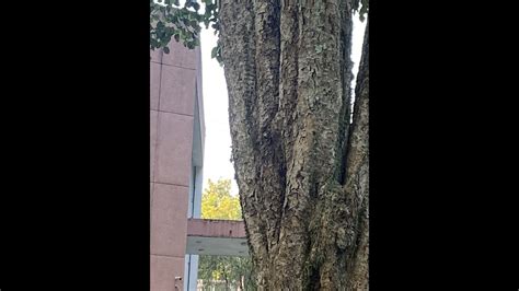 Optical Illusion Can You Spot A Bird Hidden In This Picture