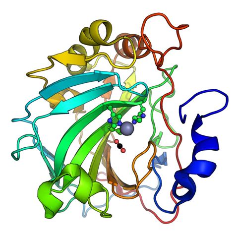 Carbonic Anhydrase As The Name Indicate That Carbonic… By Saba Abdul Shakoor Medium