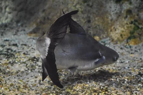 Giant Pangasius Facts Diet Habitat And Pictures On Animaliabio