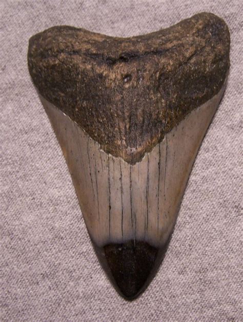 Megalodon Shark Tooth 3 12 Sharks Teeth Fossil Stunning Diamond