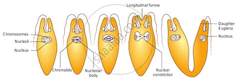 Binary Fission In Euglena