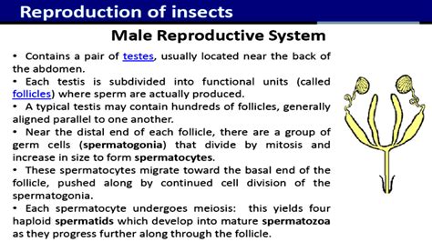 SOLUTION Reproductive System Studypool