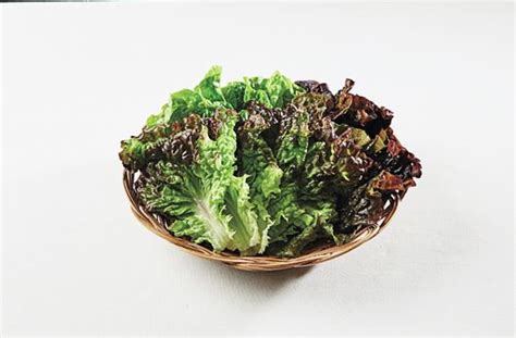 상추 효능 11가지 놀라운 효능 알아봐요