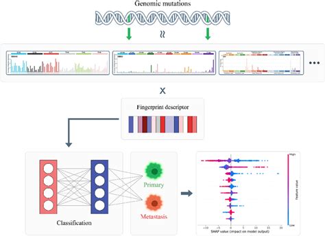 Illustraion Of The Workflow Somatic Mutations Detected By Wes Or Wgs Download Scientific