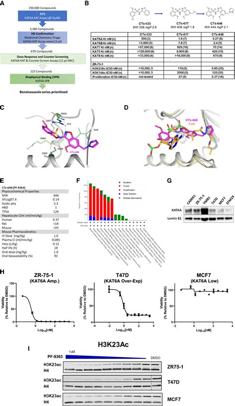 Discovery Of A Highly Potent Selective Orally Bioavailable Inhibitor