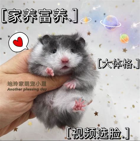 黑波利仓鼠 火波利仓鼠 熊崽仓鼠 大山谷图库