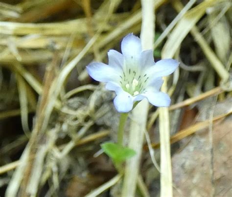 魚沼の自然2024年6月14日トキソウ