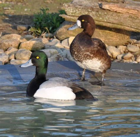 20 Ducks With Blue Feathers With Pictures And Id Guides Duck Species