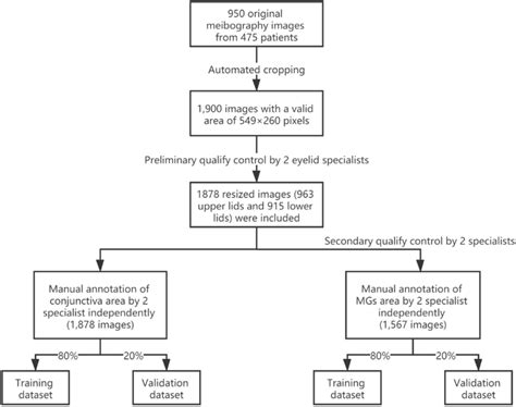 Workflow Of Image Obtaining Pre Processing Annotating And Dataset Download Scientific Diagram