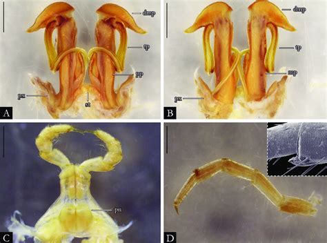 Guaporeptus Paradisius Males A Gonopods In Anterior View B Download Scientific Diagram