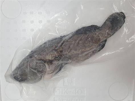 【高雄林園 室內養殖龍虎斑 整尾三清700g去鱗去鰓去內臟】膠質與肉質兼具的菁英石斑魚 Owlting Market 奧丁丁市集