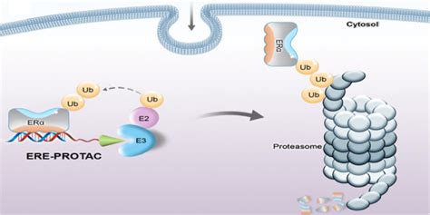 Protac Degrader Of Estrogen Receptor α Targeting Dna Binding Domain In