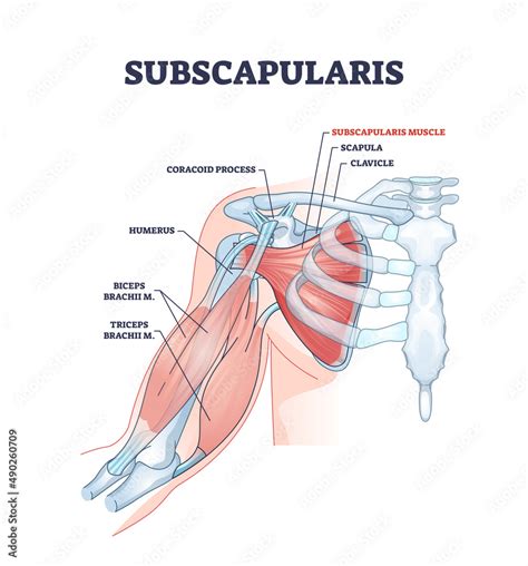 Subscapularis Muscle And Human Shoulder Inner Skeletal Part Outline Diagram Labeled Educational