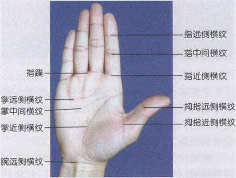 第一节 手部骨性标志及表面解剖 钟世镇现代临床解剖学 医学