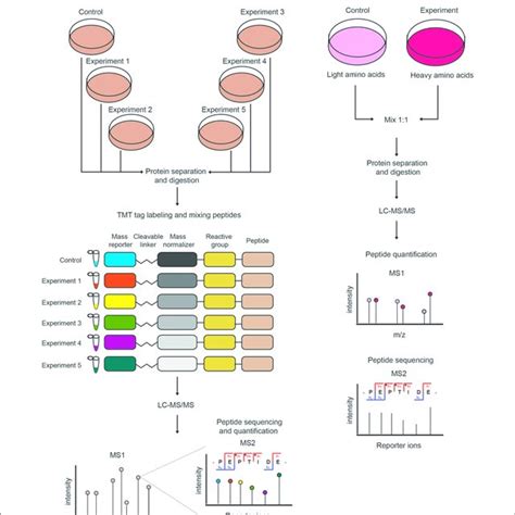 25 1 Bottom Up Proteomics Workflow Proteins Are Enzymatically Or