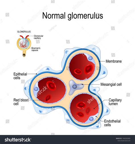 Glomerular Capillaries