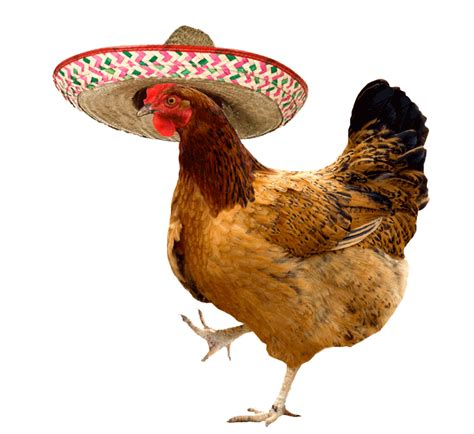 Brahma Chicken  At Tyson Walsh Blog