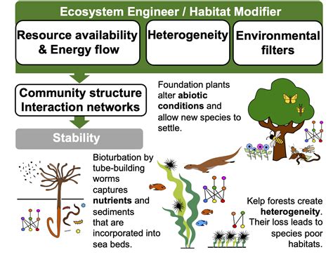 Ecosystem Engineers Shape Communities And Species Interactions Functional Ecology Plain