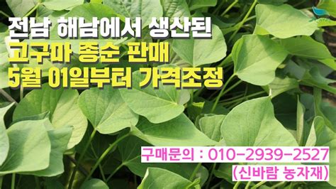 신바람 농자재 협력업체 판매상품 1533 5931 5월 1일부터 가격조정되었습니다 전남 해남에서 생산된 고구마 종순 판매합니다 배송비 포함가 Youtube
