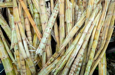 Sustainable Use Of Bagasse Harnessing The Potential Of Sugarcane Waste