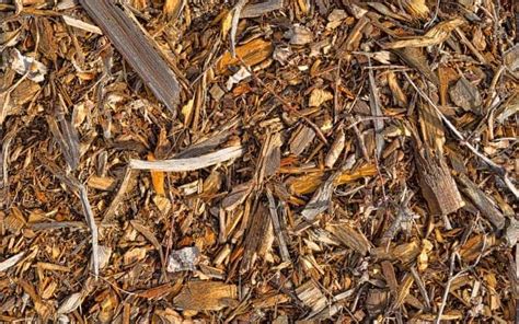 Does Cedar Mulch Repel Mosquitoes