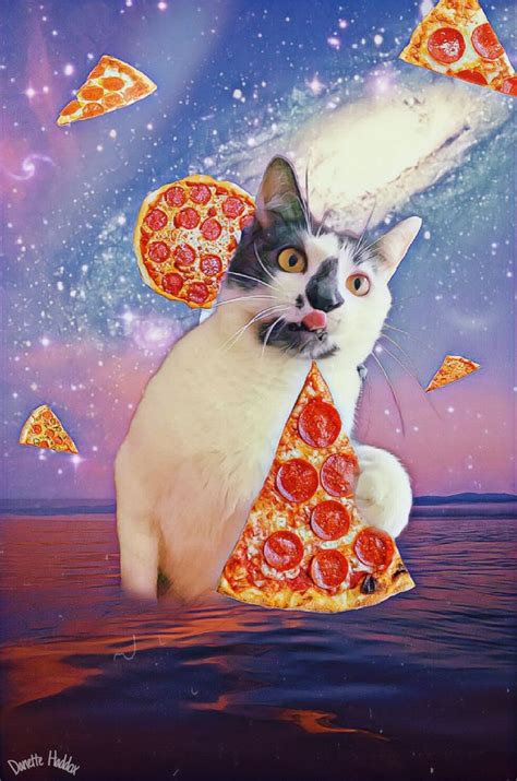 Pizza Cat Wallpapers 4k Hd Backgrounds On Wallpaperbat