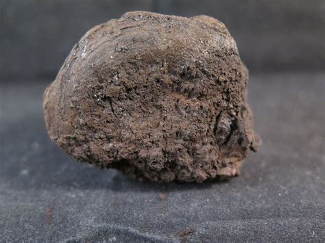 Smilodon Vertebrae Form La Brea Tar Pits