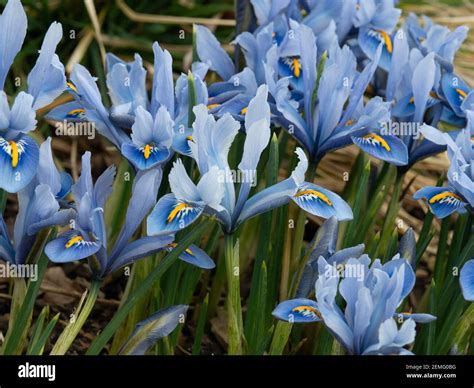 A Flowering Patch Of The Dwarf Iris Reticulata Alida With Characteristic Light Blue Flowers